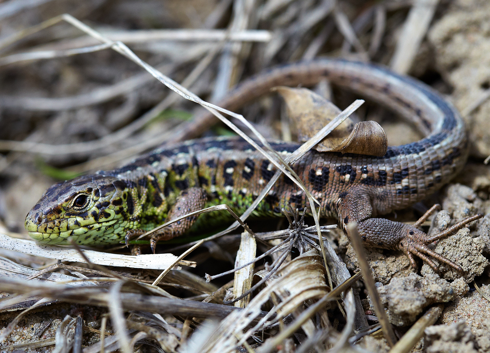 Artfakta från SLU Artdatabanken