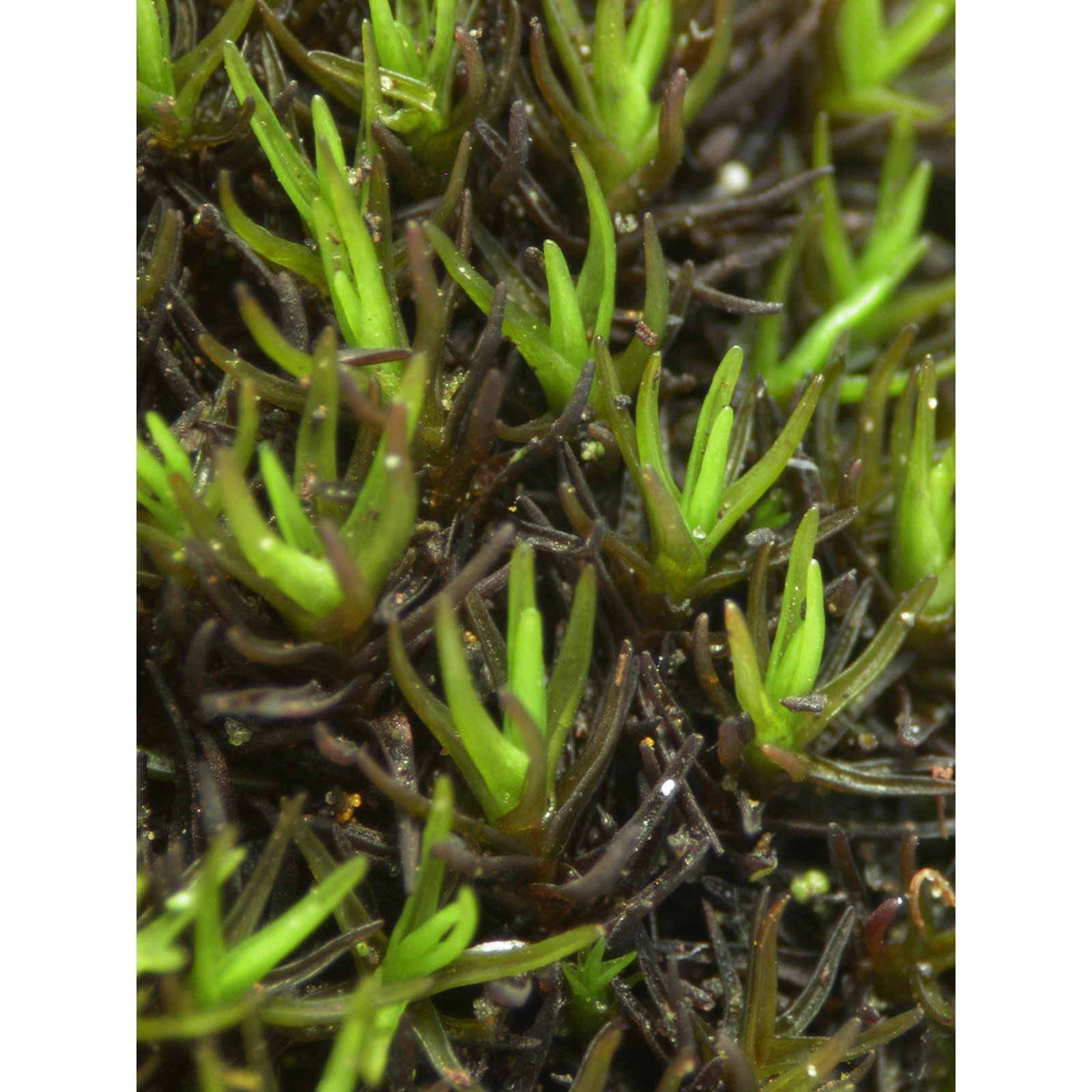 Artfakta från SLU Artdatabanken