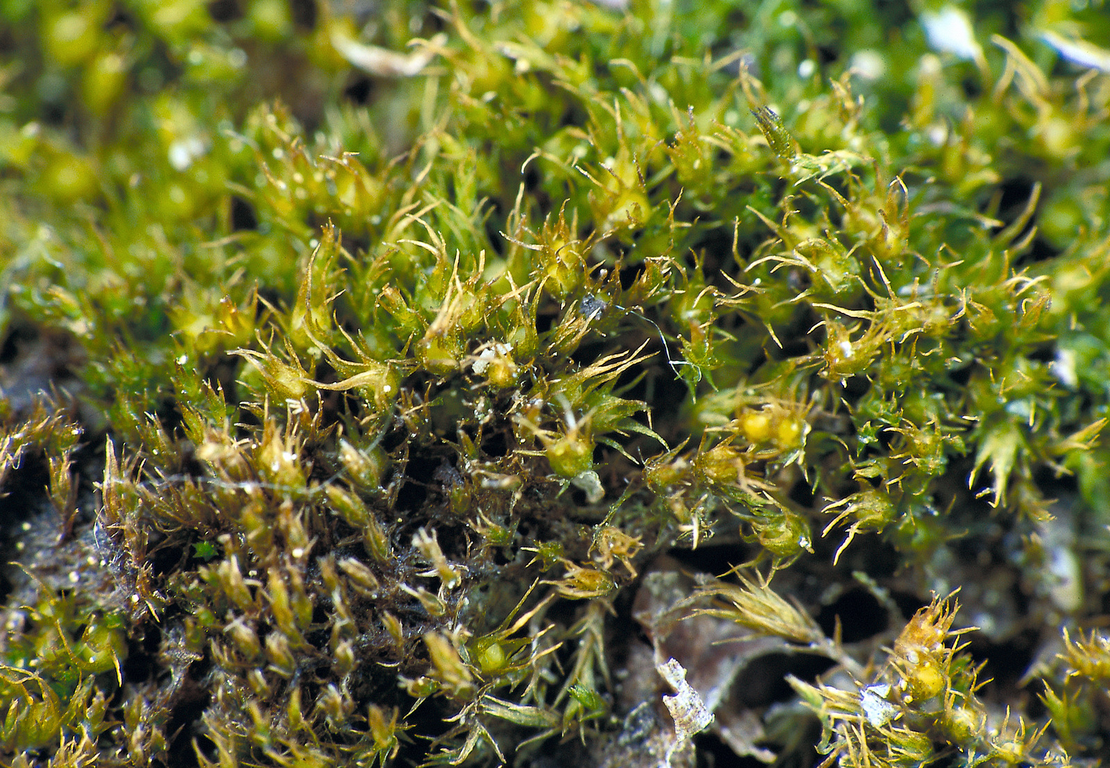 Artfakta från SLU Artdatabanken