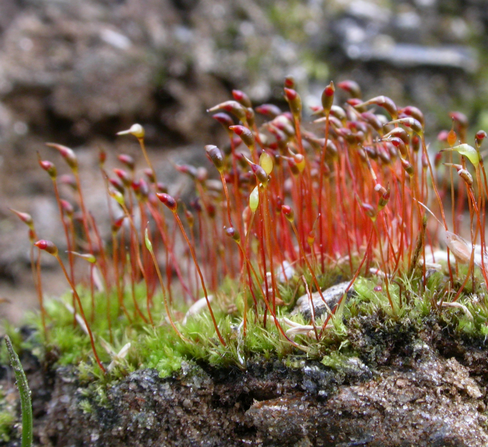 Artfakta från SLU Artdatabanken