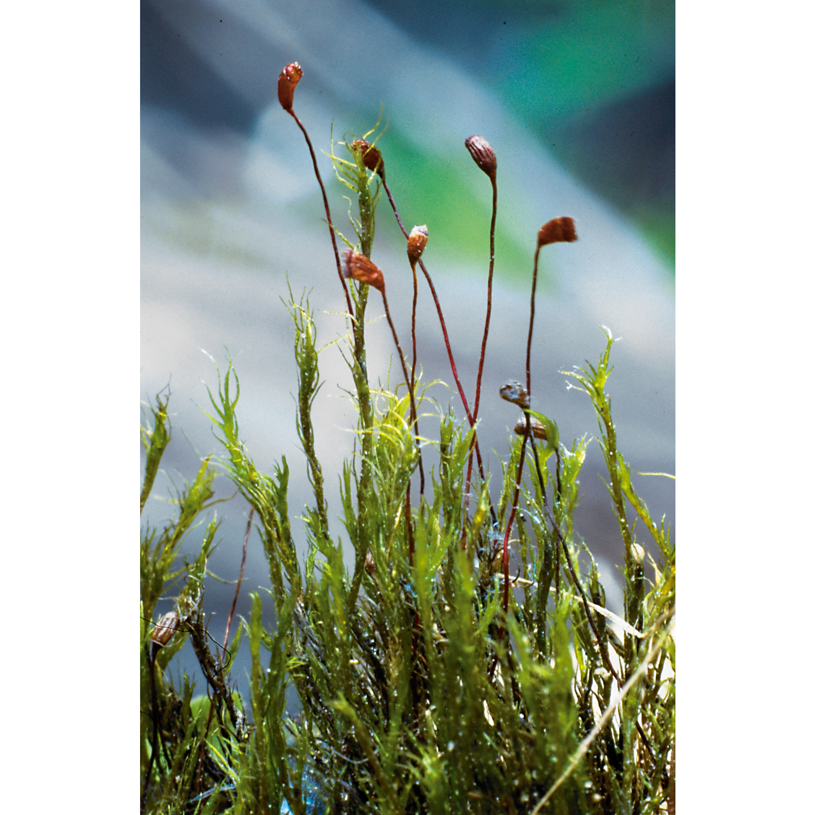 Artfakta från SLU Artdatabanken