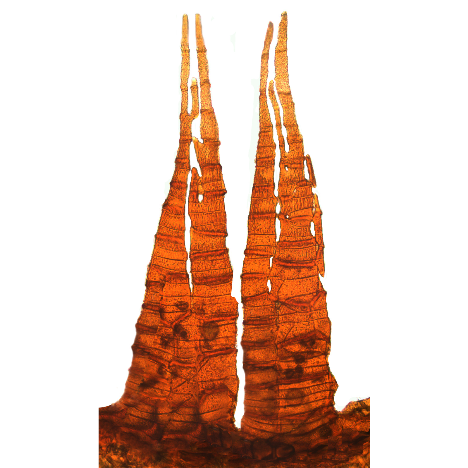 Artfakta från SLU Artdatabanken