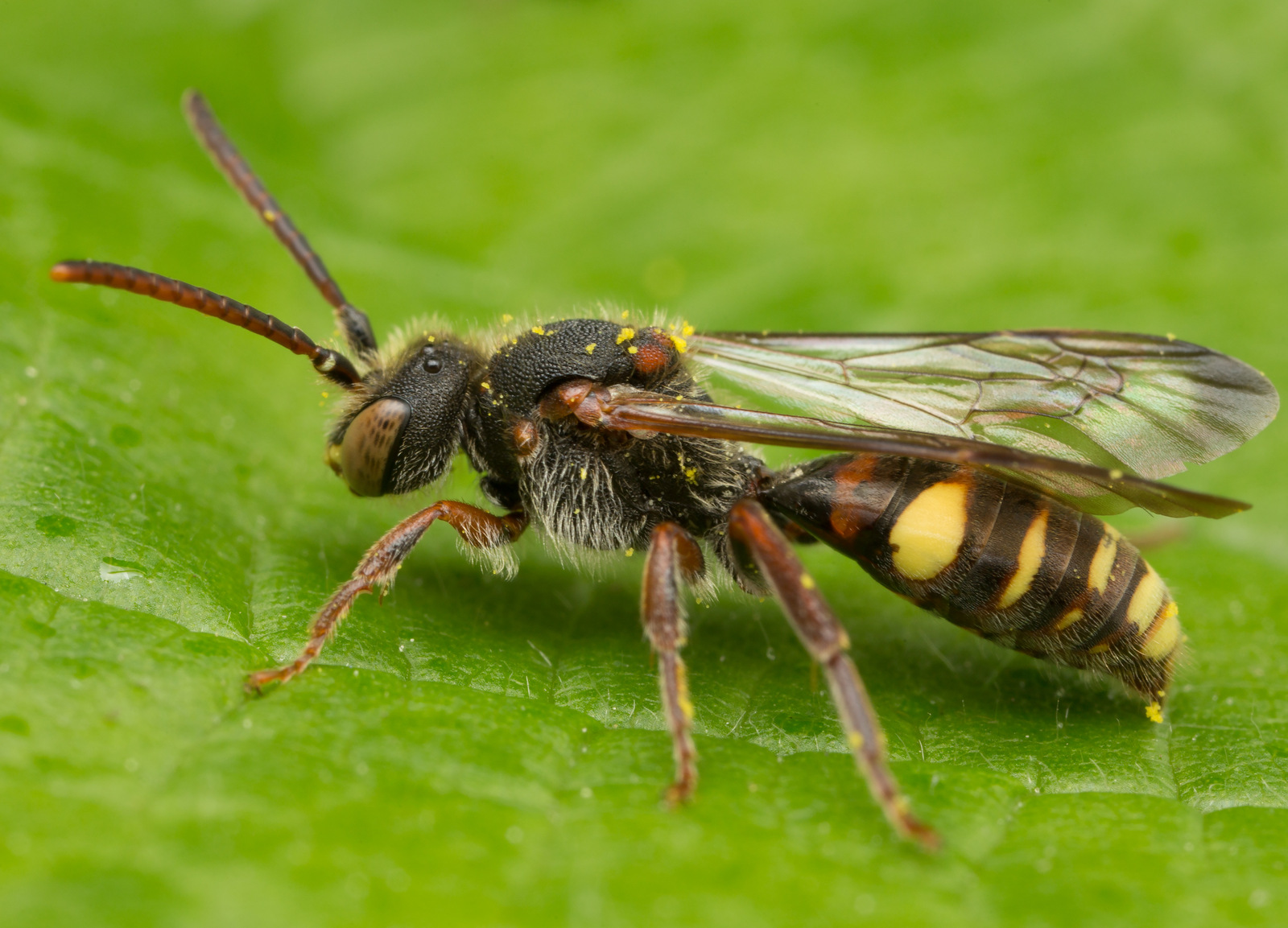 Artfakta från SLU Artdatabanken