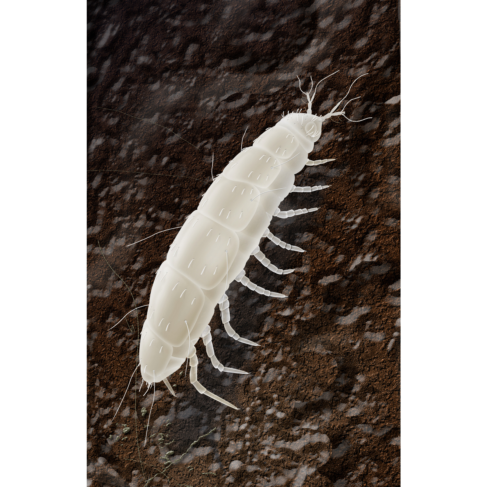 Artfakta från SLU Artdatabanken