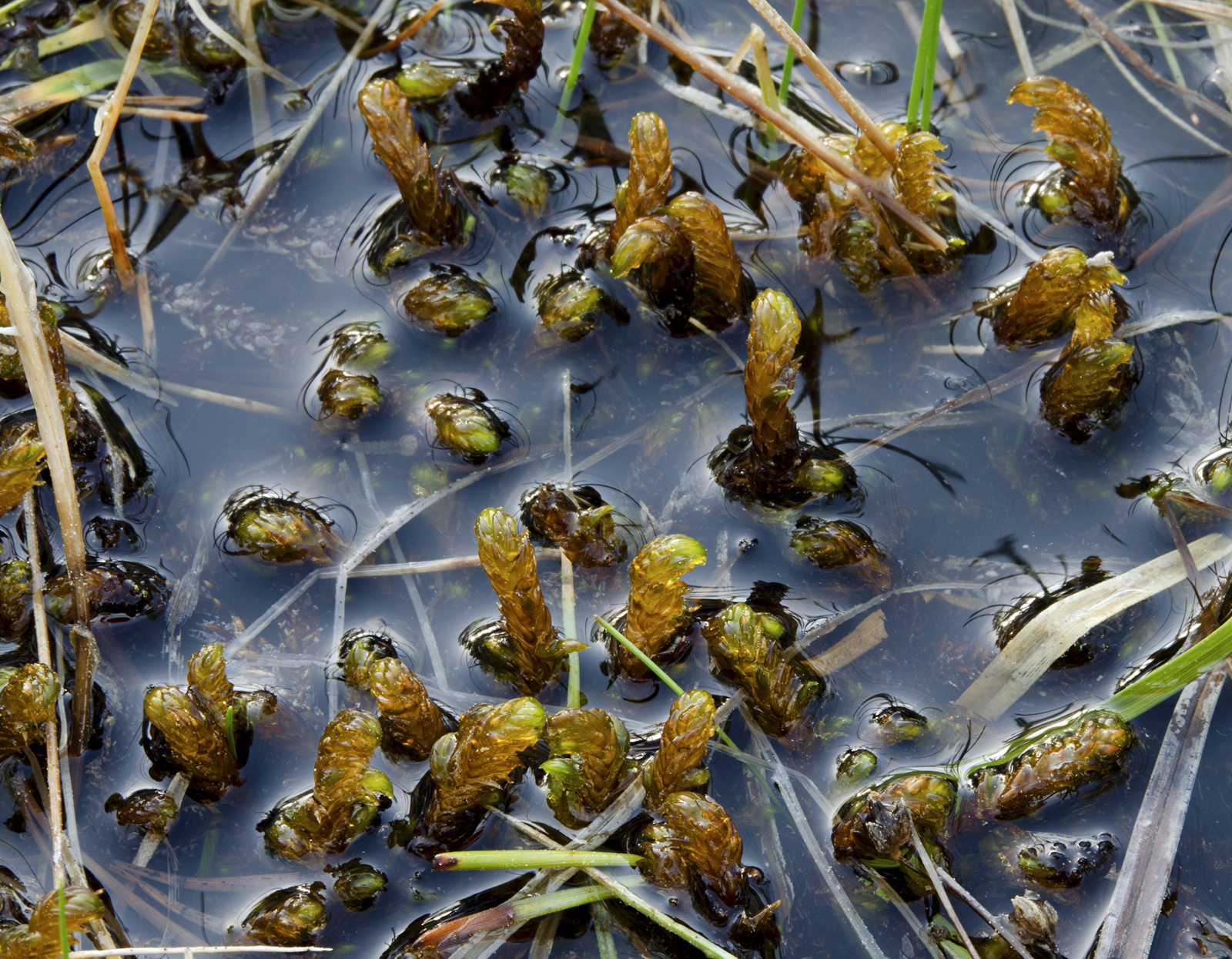 Artfakta från SLU Artdatabanken