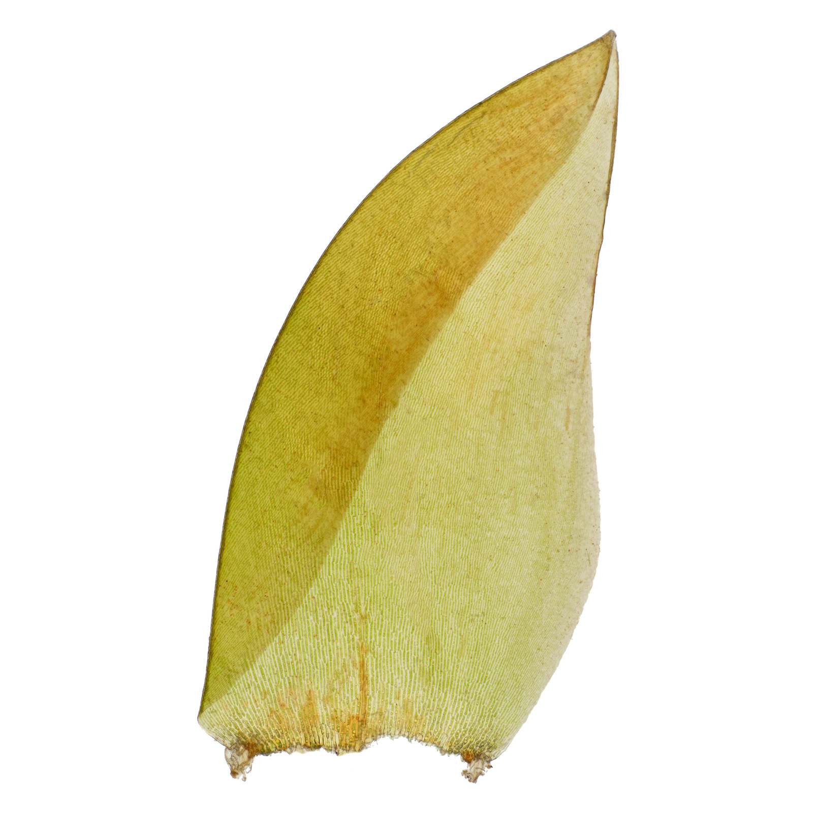 Artfakta från SLU Artdatabanken