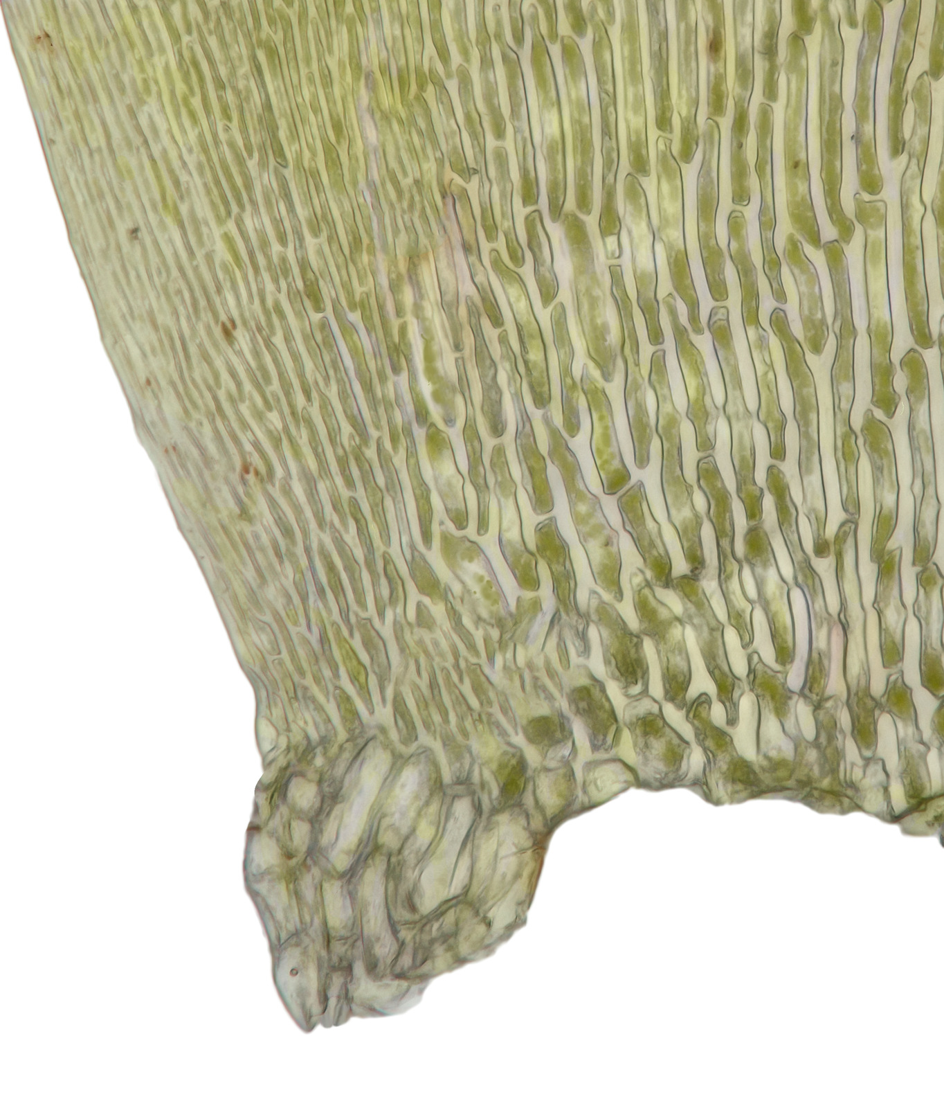 Artfakta från SLU Artdatabanken