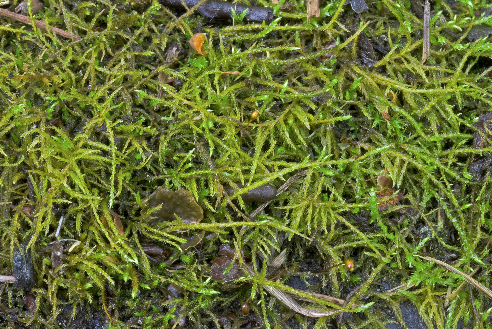 Artfakta från SLU Artdatabanken