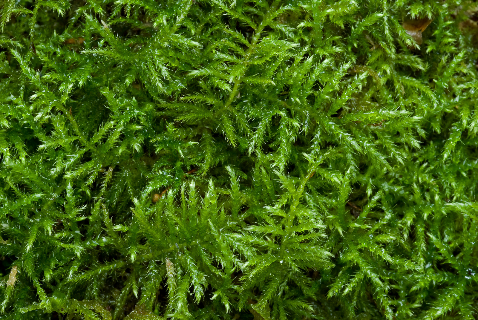 Artfakta från SLU Artdatabanken