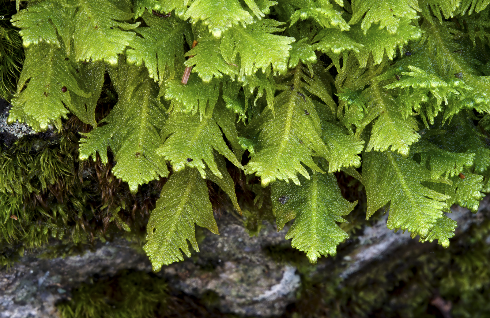 Artfakta från SLU Artdatabanken