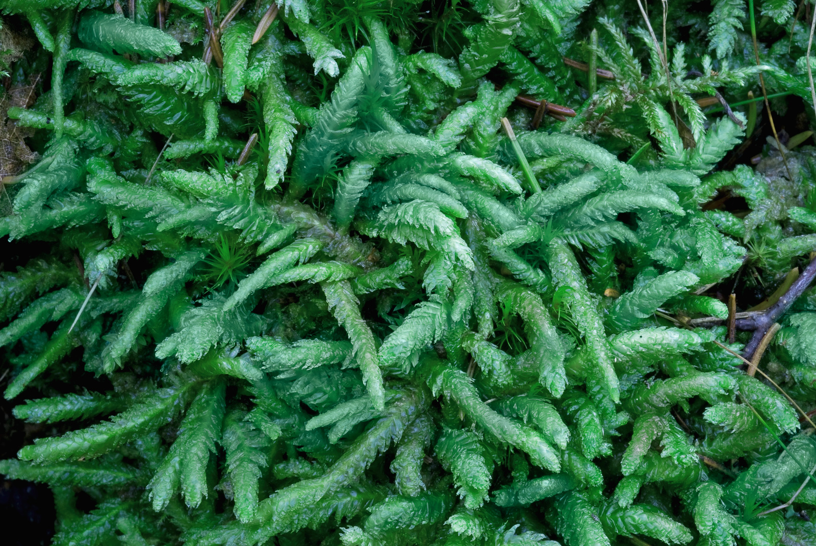 Artfakta från SLU Artdatabanken