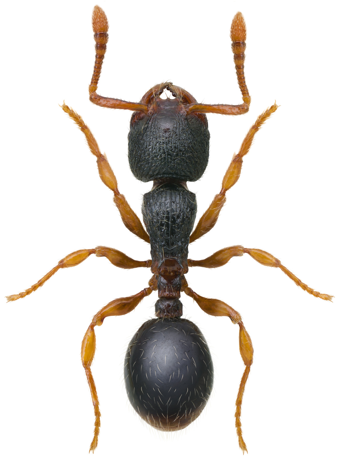 Artfakta från SLU Artdatabanken