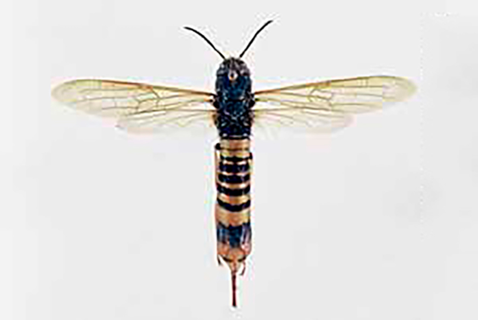 Artfakta från SLU Artdatabanken