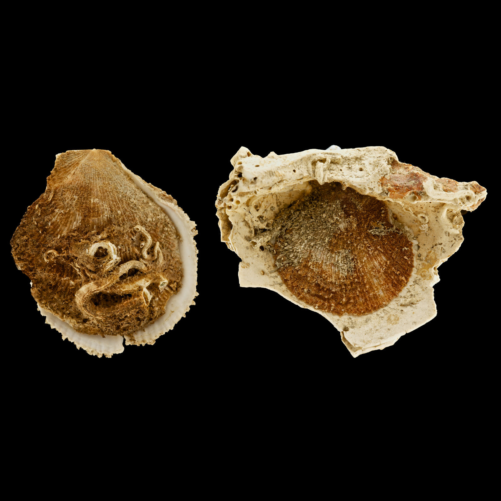 Artfakta från SLU Artdatabanken