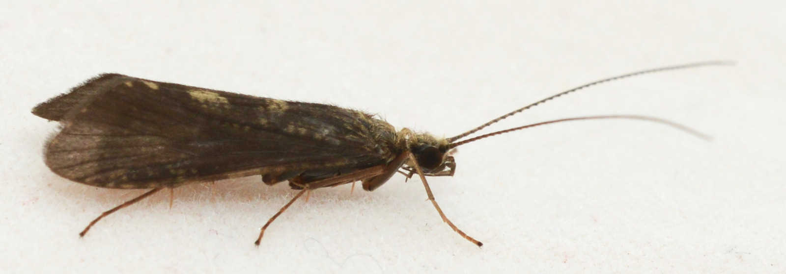 Artfakta från SLU Artdatabanken