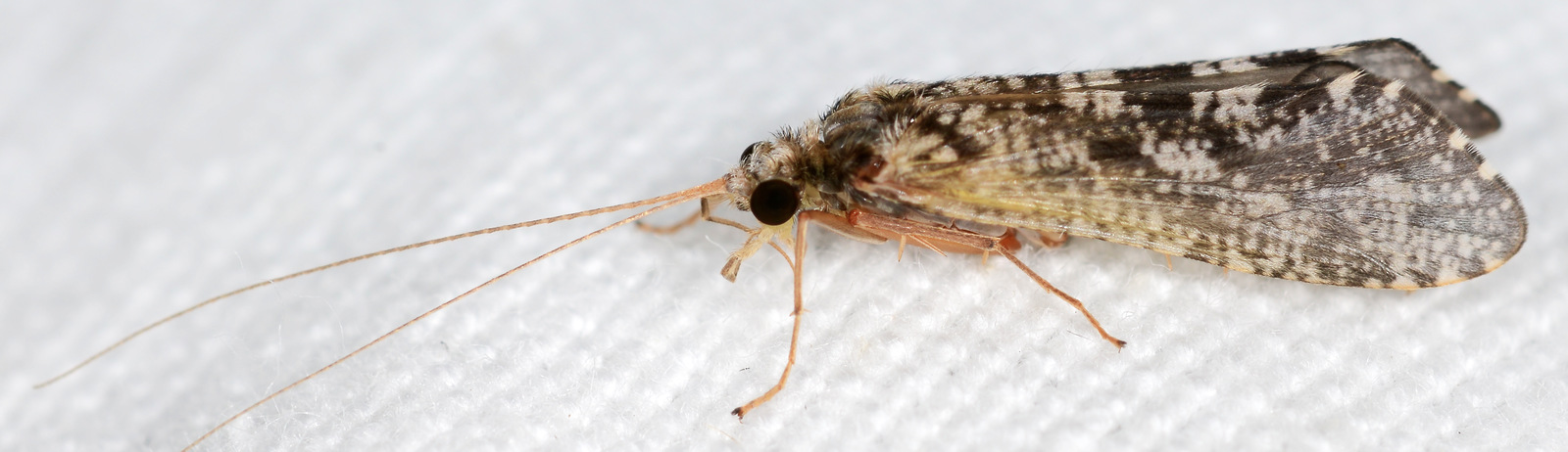 Artfakta från SLU Artdatabanken