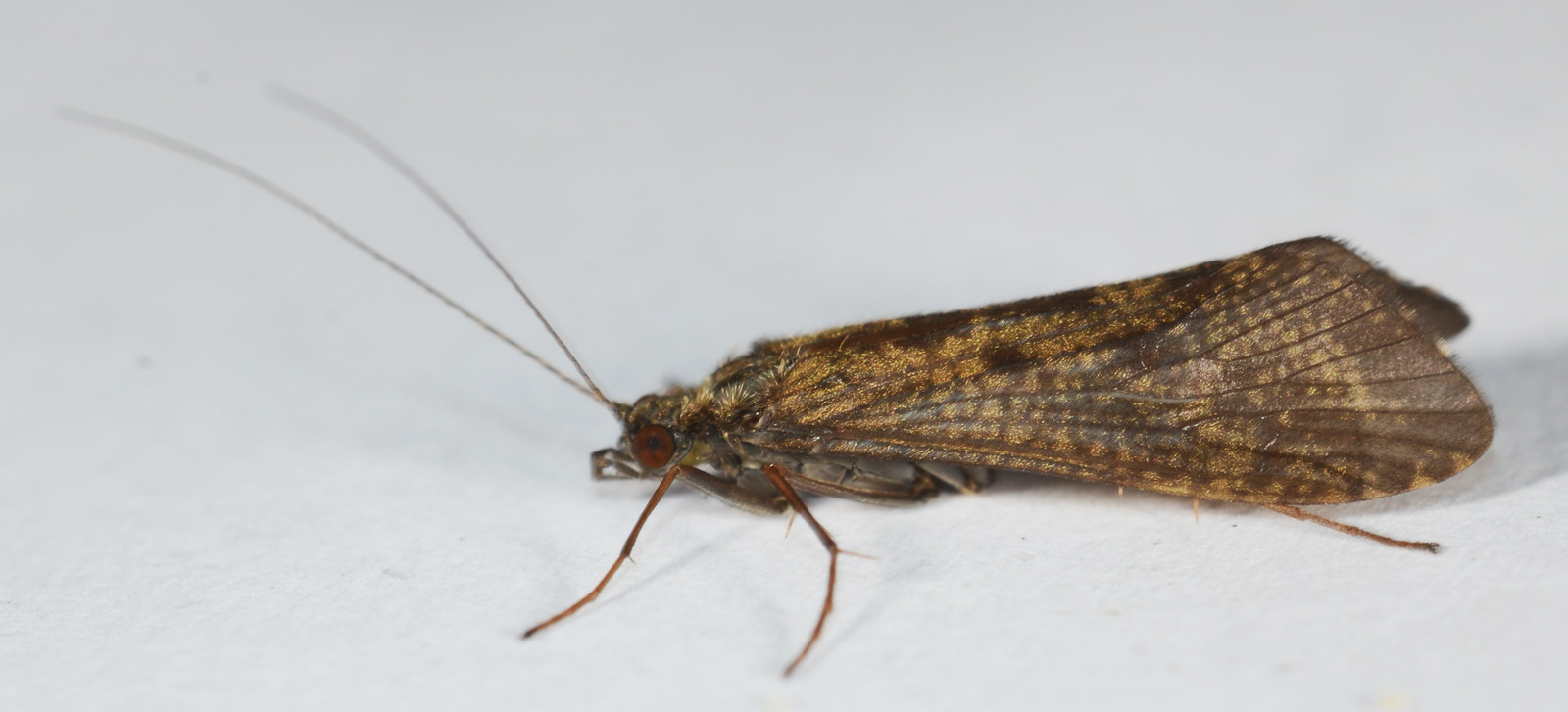 Artfakta från SLU Artdatabanken