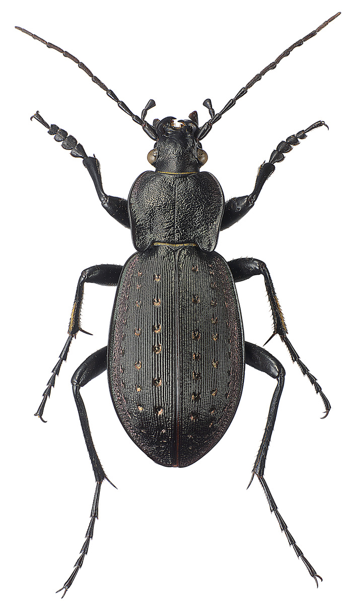 Artfakta från SLU Artdatabanken