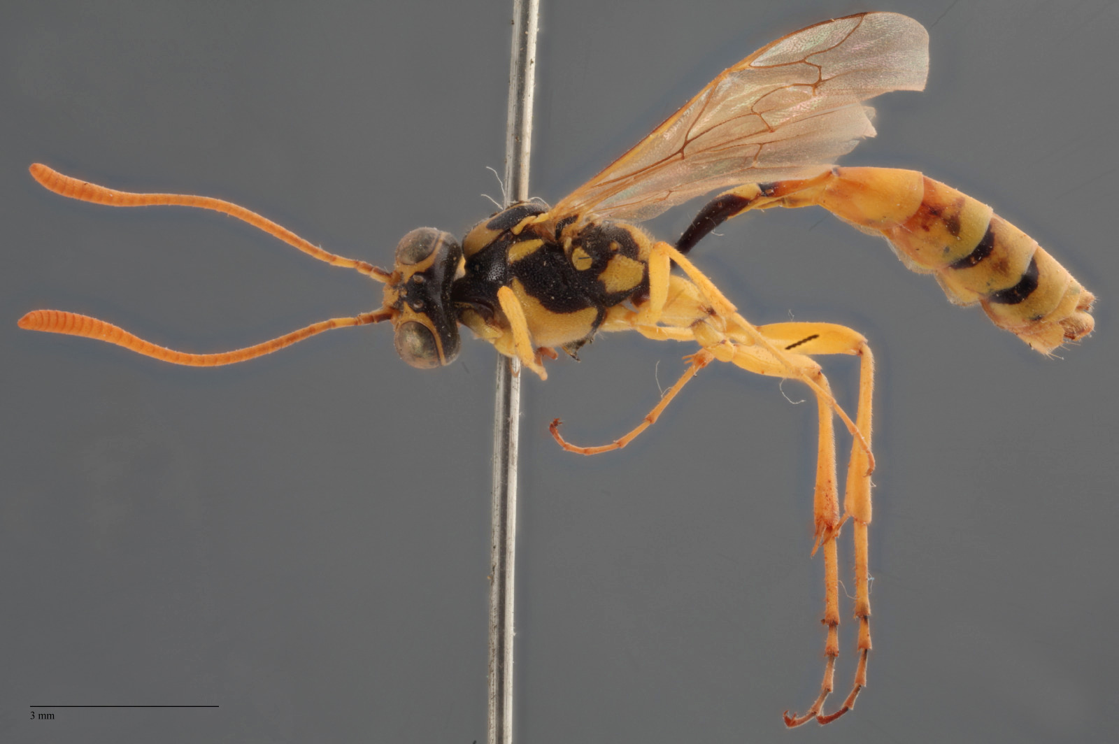 Artfakta från SLU Artdatabanken