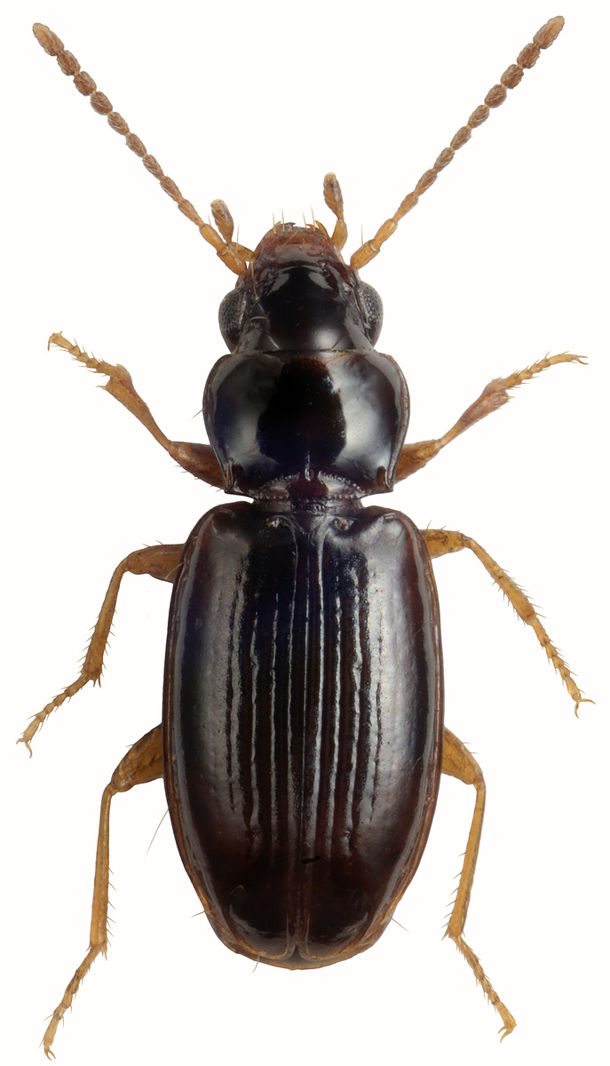 Artfakta från SLU Artdatabanken