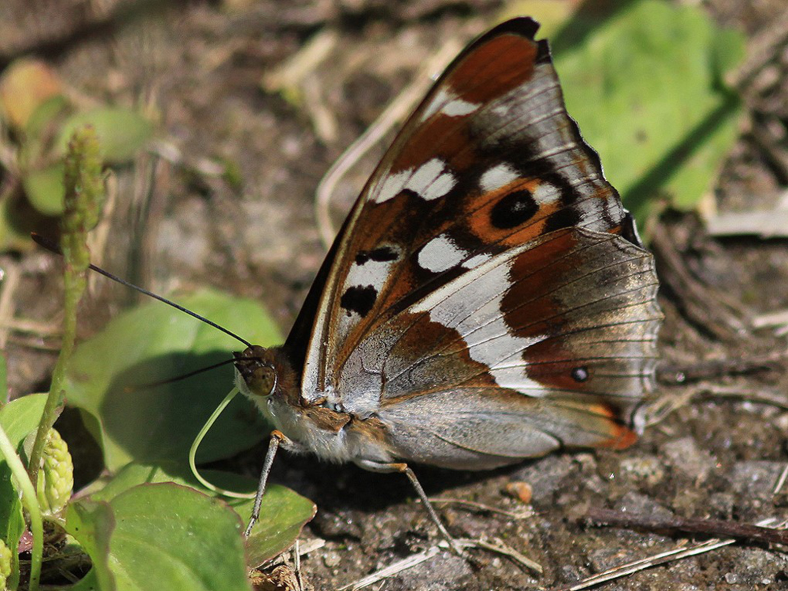 Artfakta från SLU Artdatabanken