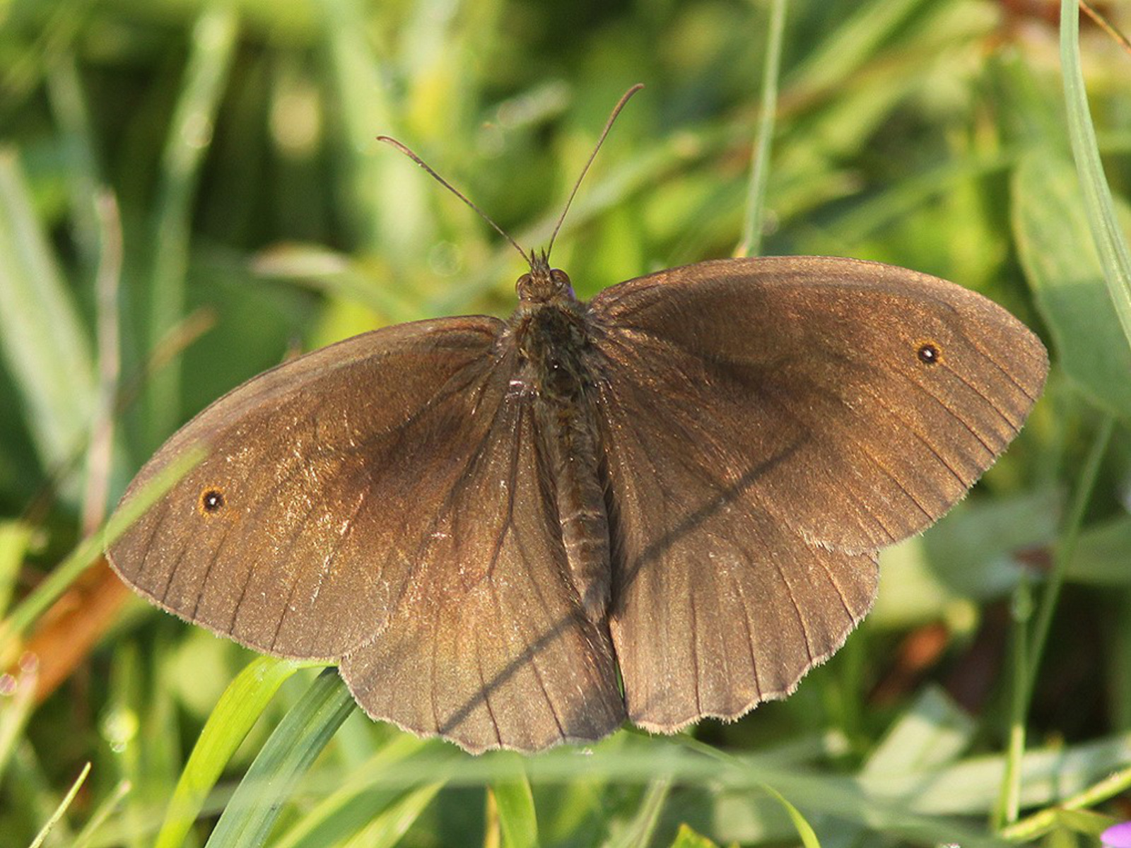 Artfakta från SLU Artdatabanken