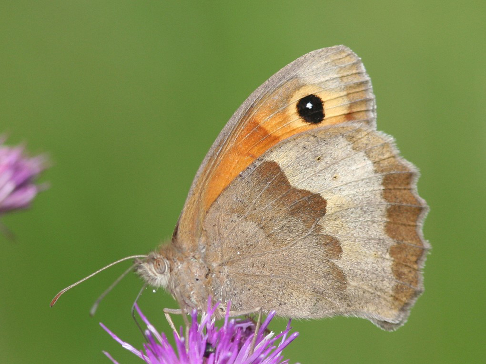 Artfakta från SLU Artdatabanken