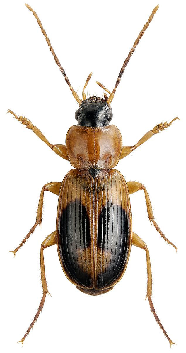 Artfakta från SLU Artdatabanken