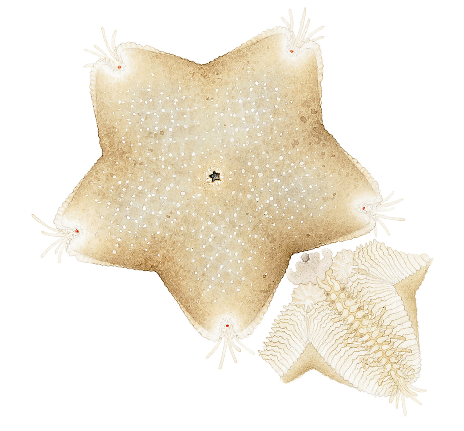 Artfakta från SLU Artdatabanken