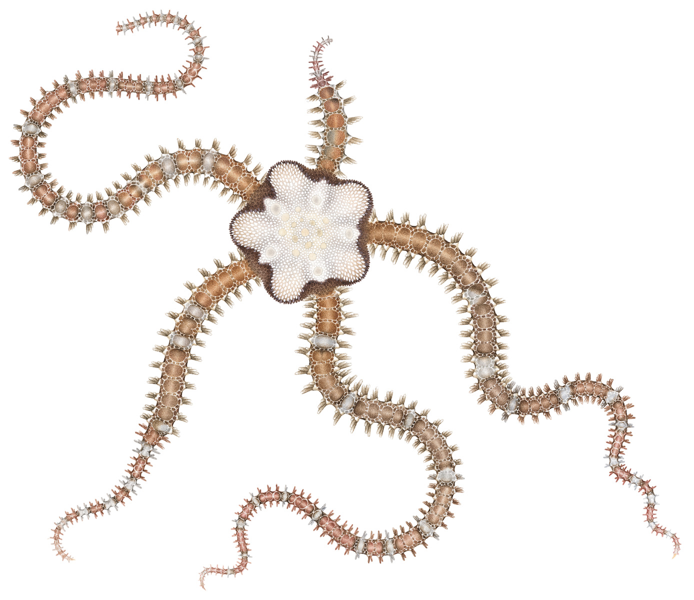 Artfakta från SLU Artdatabanken