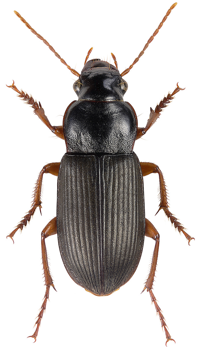 Artfakta från SLU Artdatabanken