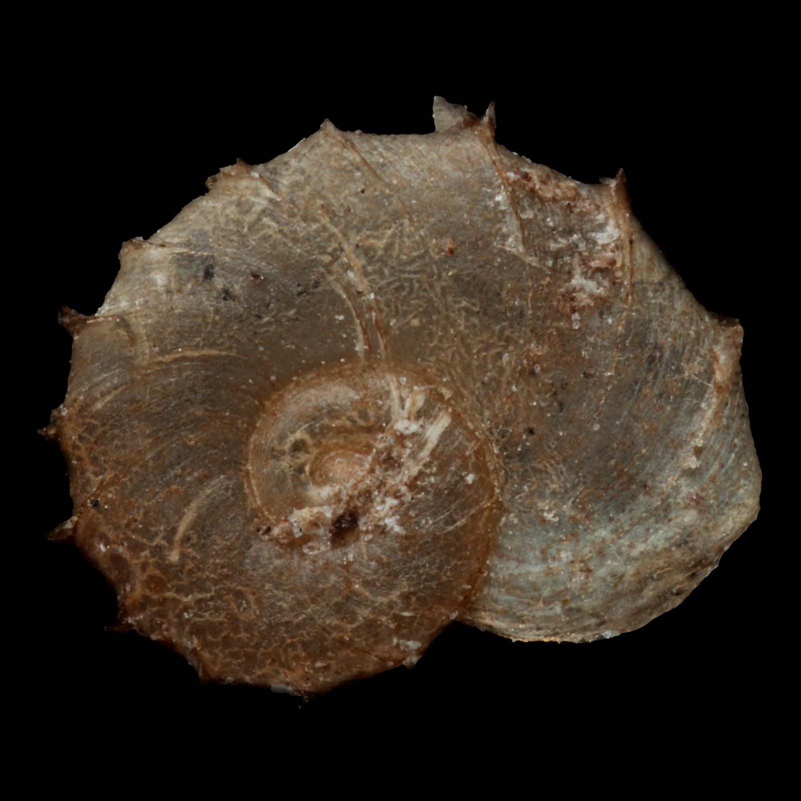 Artfakta från SLU Artdatabanken