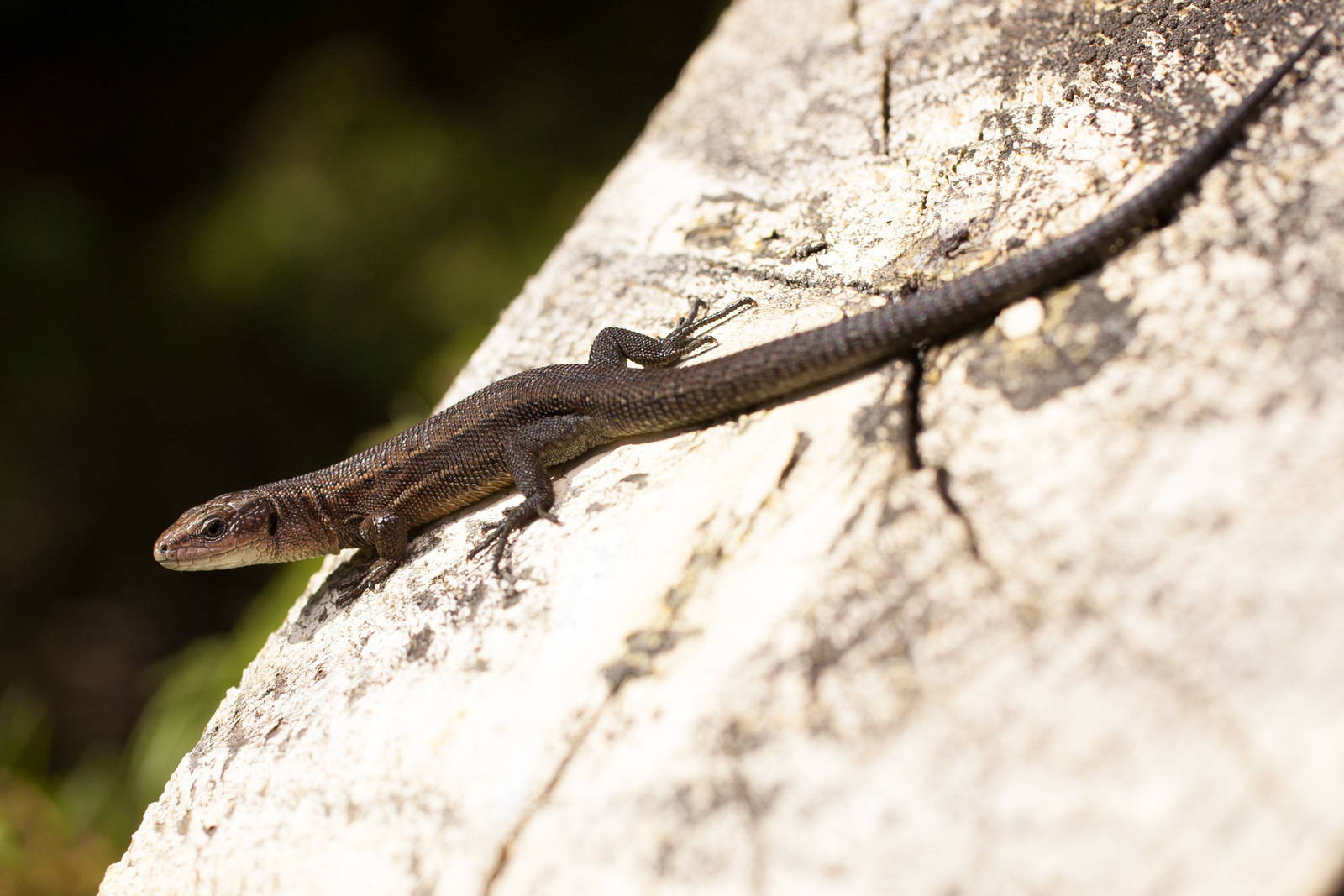 Artfakta från SLU Artdatabanken