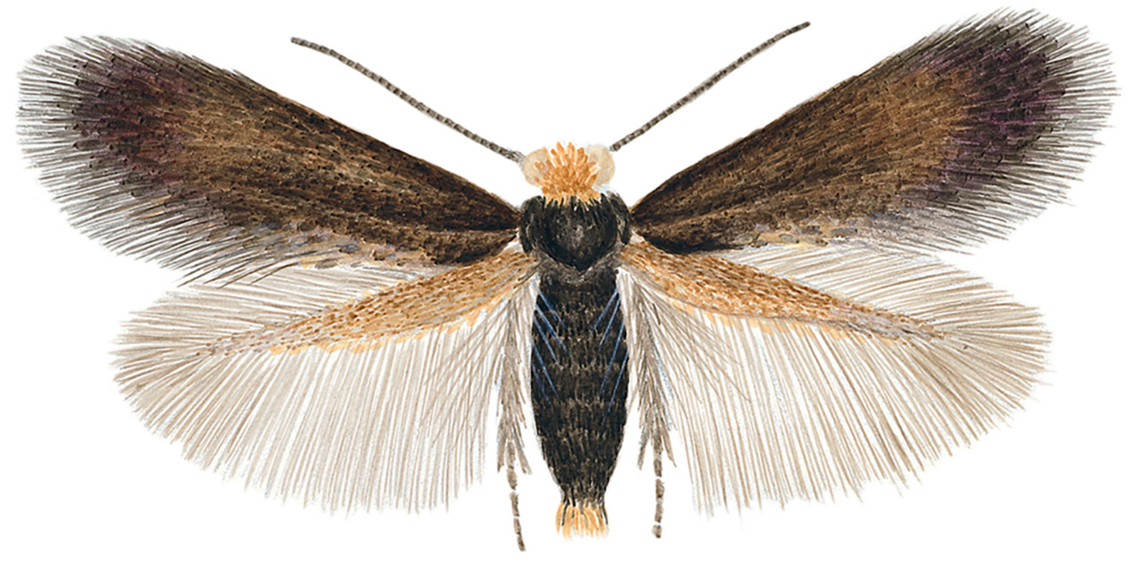 Artfakta från SLU Artdatabanken