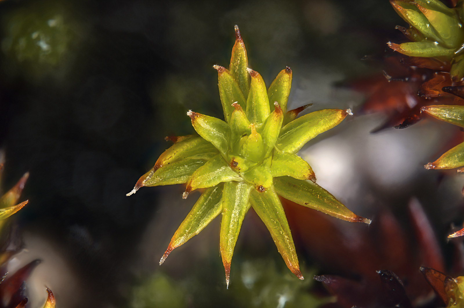 Artfakta från SLU Artdatabanken