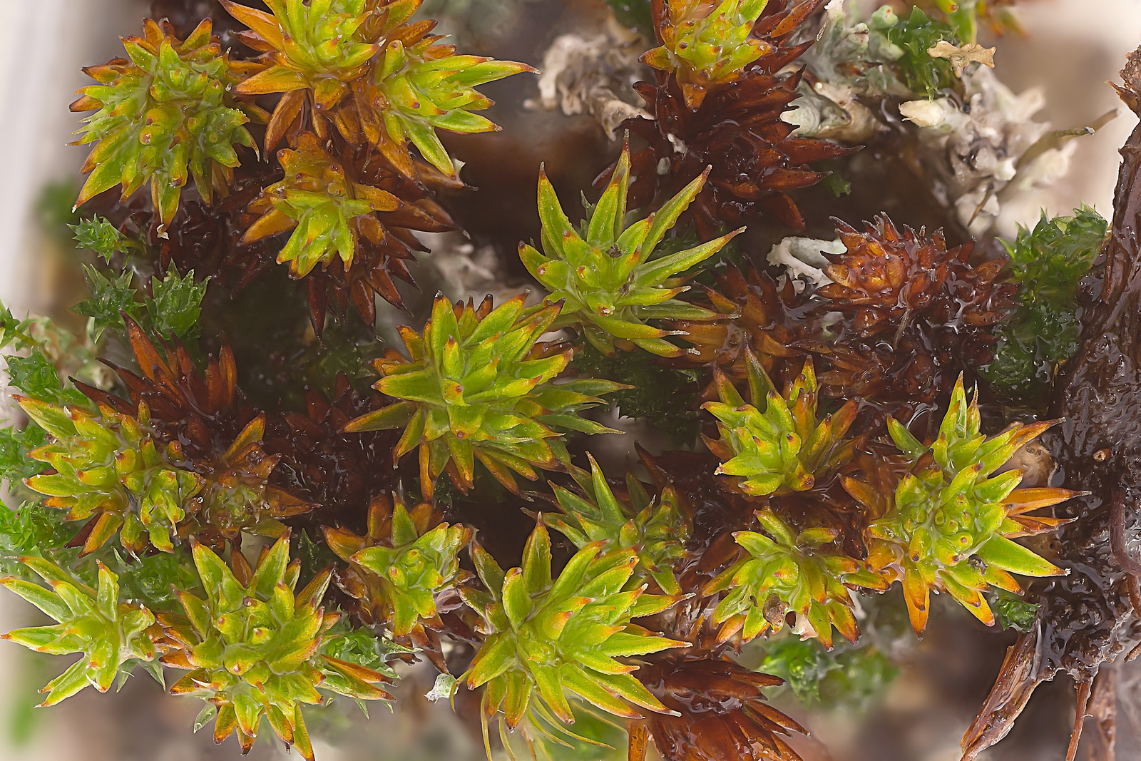 Artfakta från SLU Artdatabanken