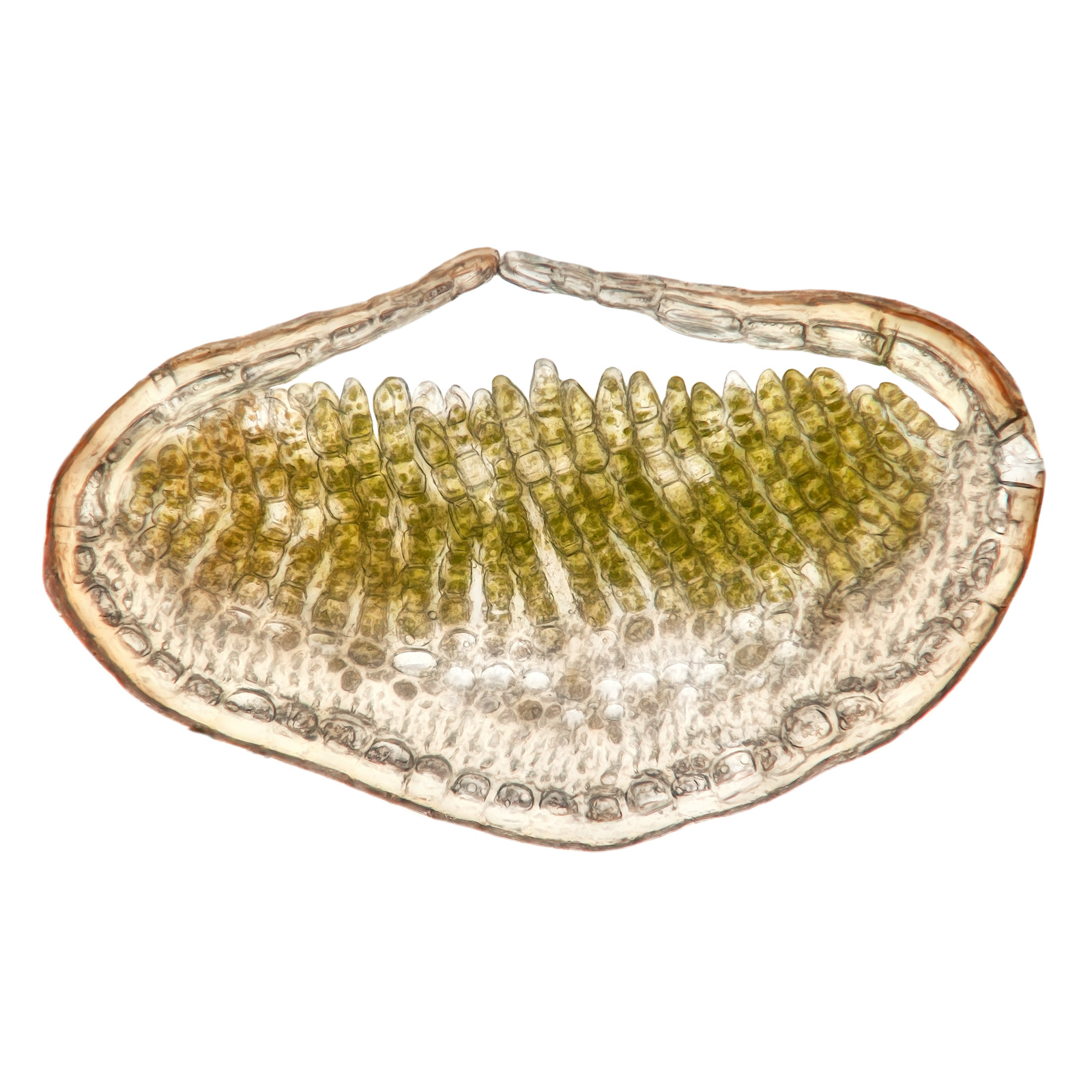 Artfakta från SLU Artdatabanken