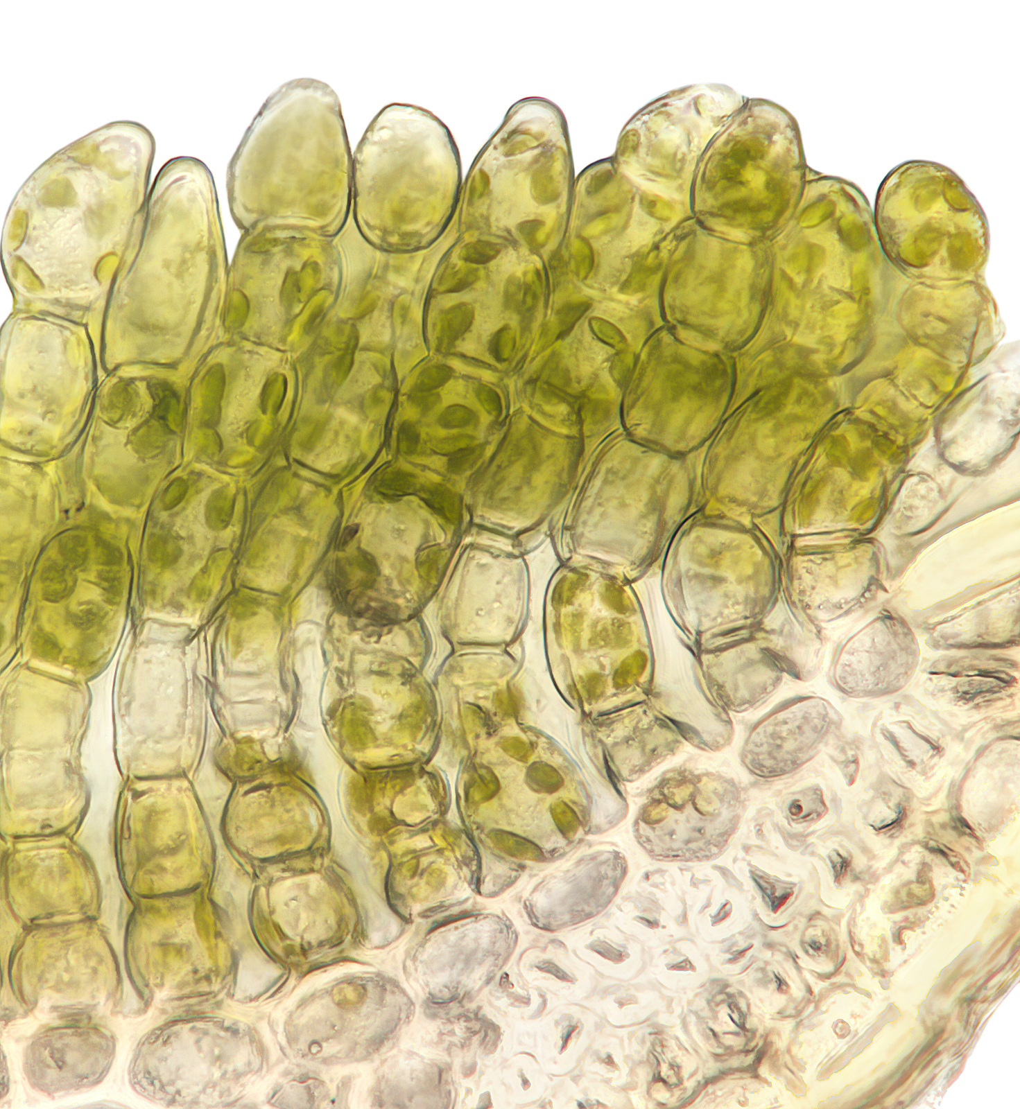 Artfakta från SLU Artdatabanken