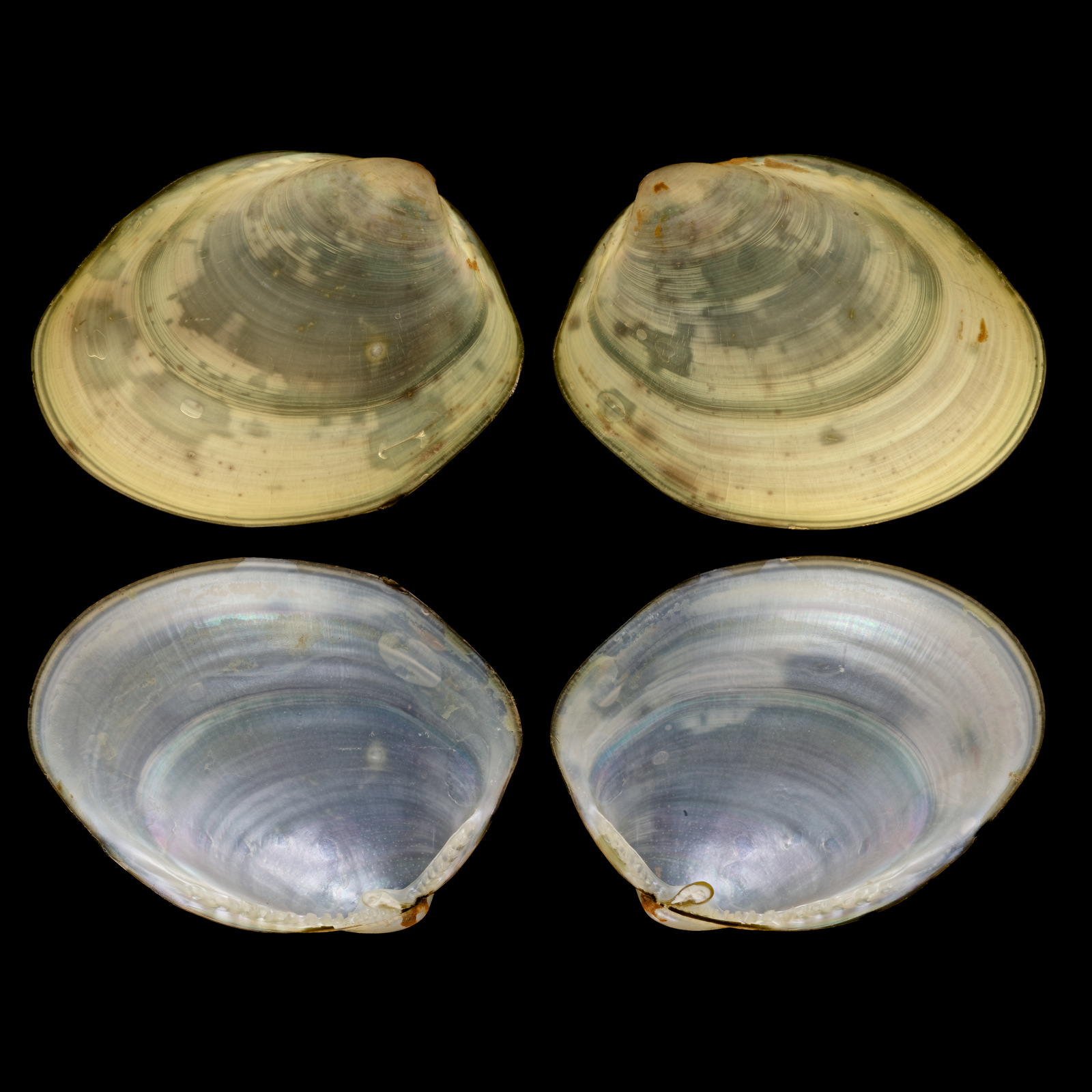 Artfakta från SLU Artdatabanken