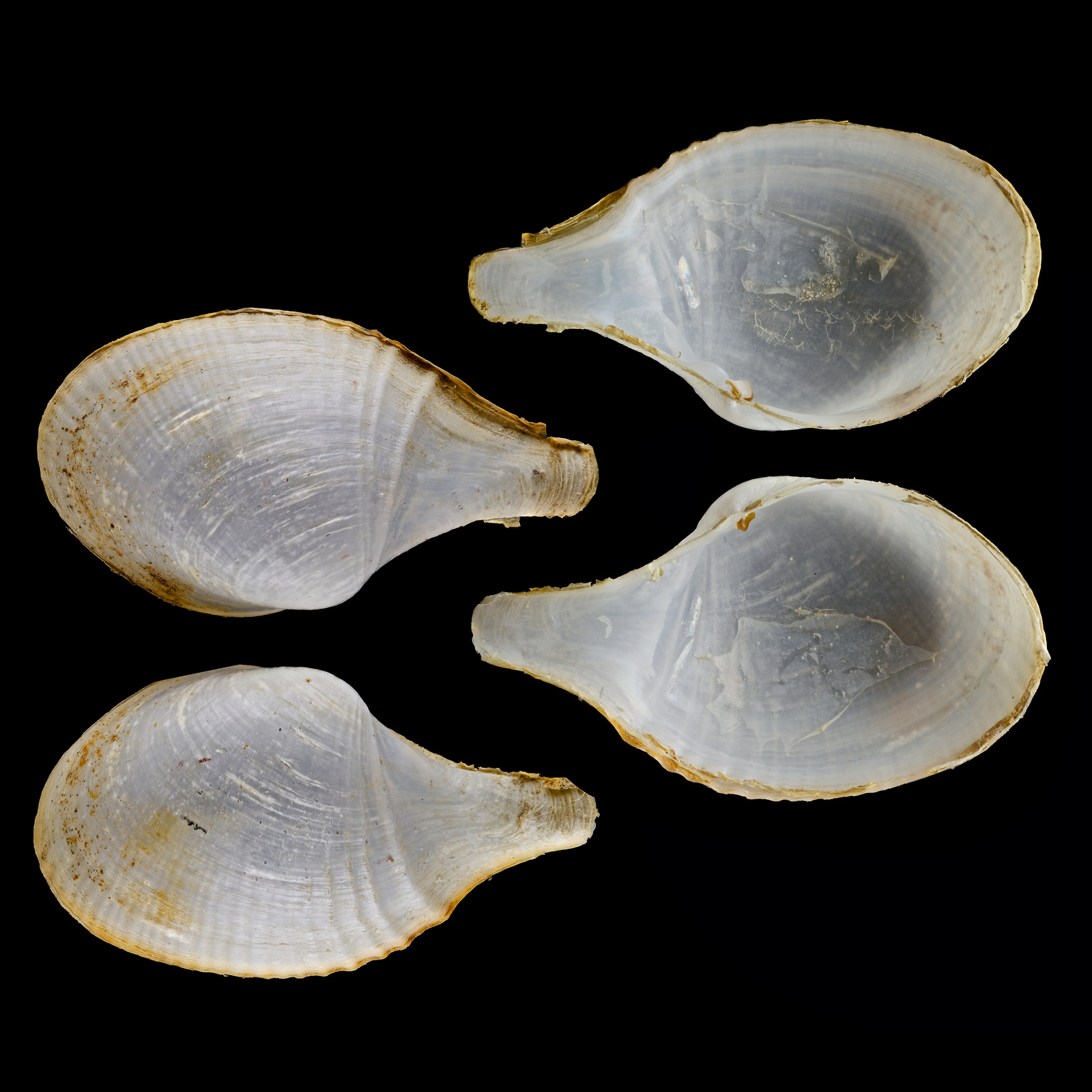 Artfakta från SLU Artdatabanken