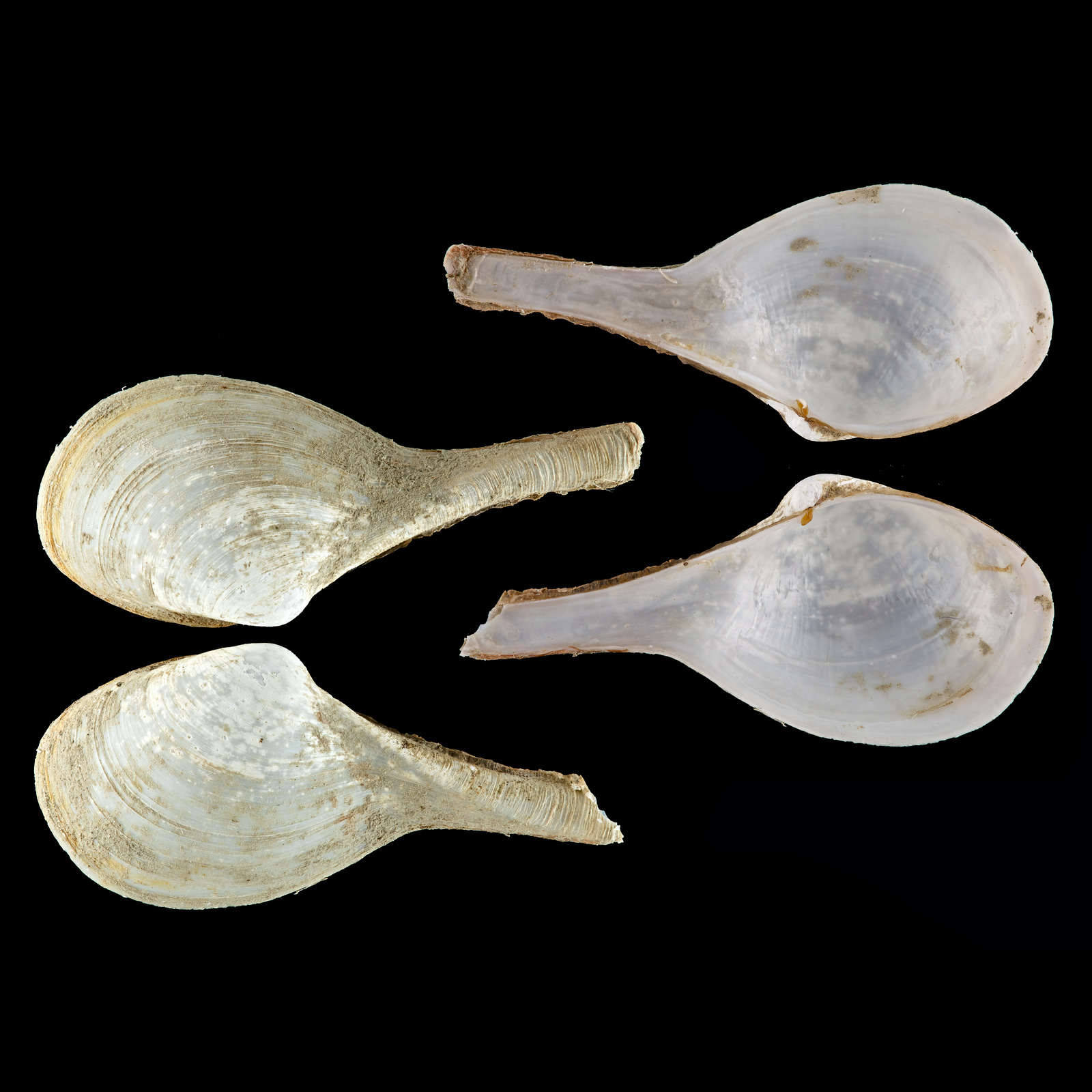 Artfakta från SLU Artdatabanken