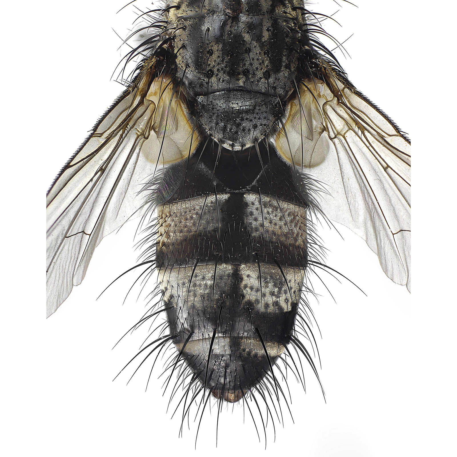 Artfakta från SLU Artdatabanken