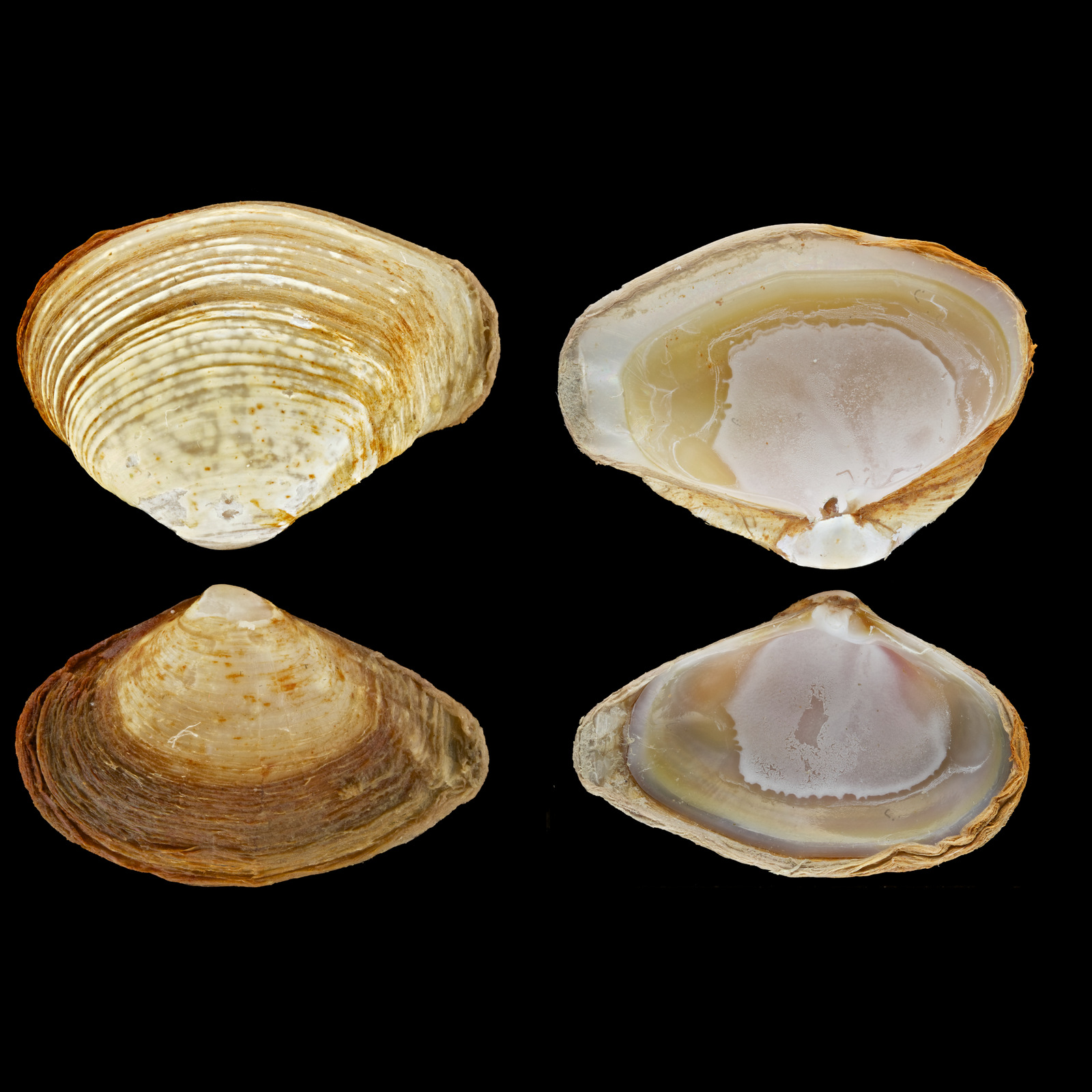 Artfakta från SLU Artdatabanken