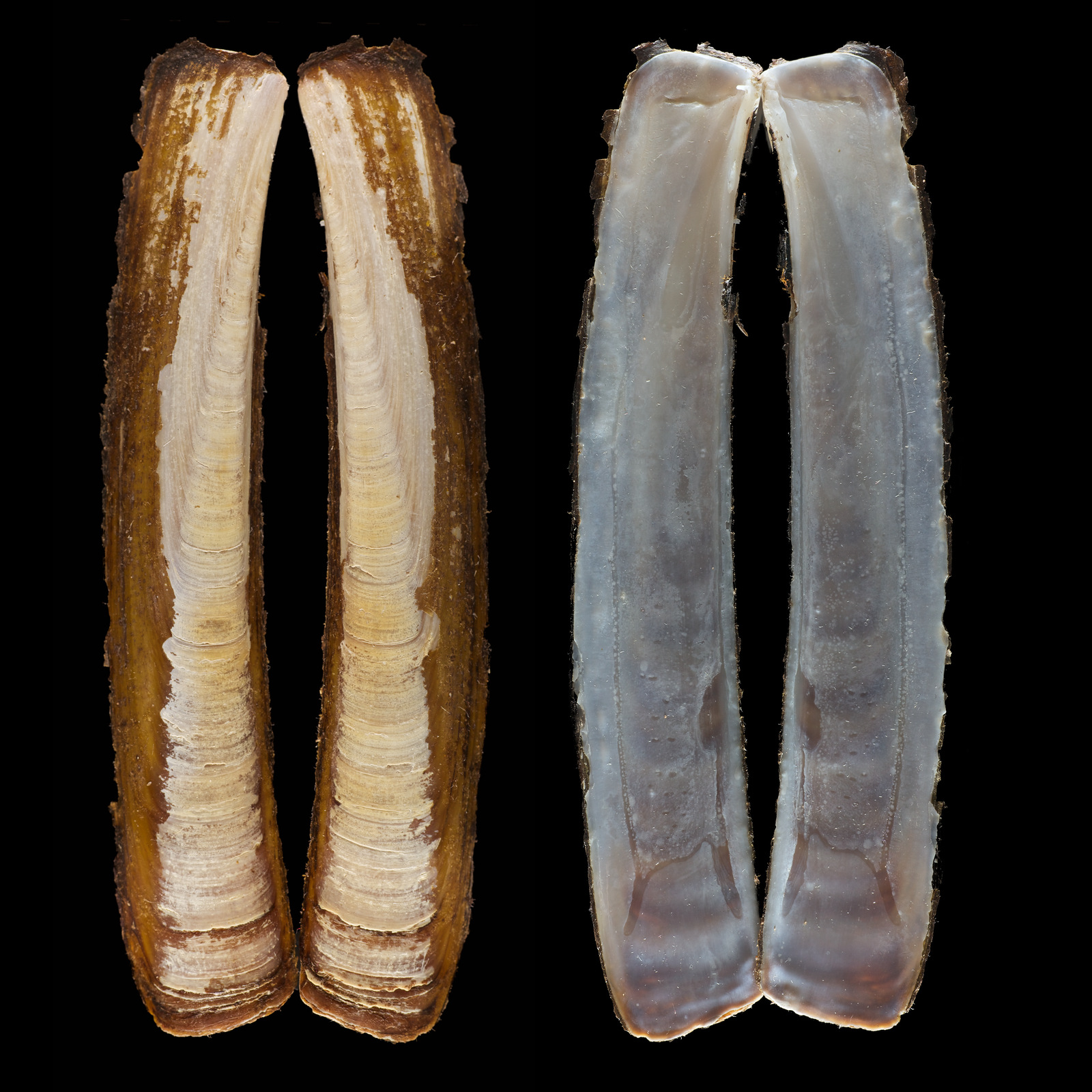 Artfakta från SLU Artdatabanken