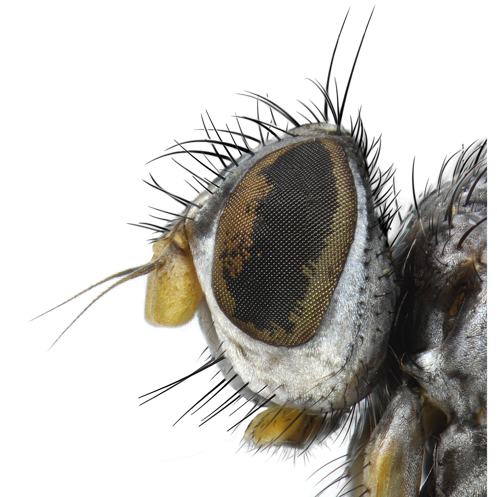 Artfakta från SLU Artdatabanken