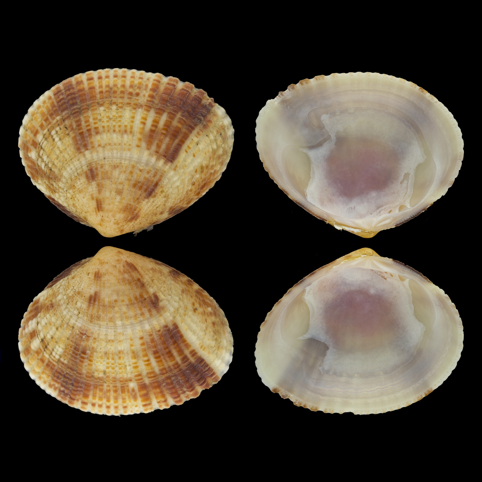 Artfakta från SLU Artdatabanken