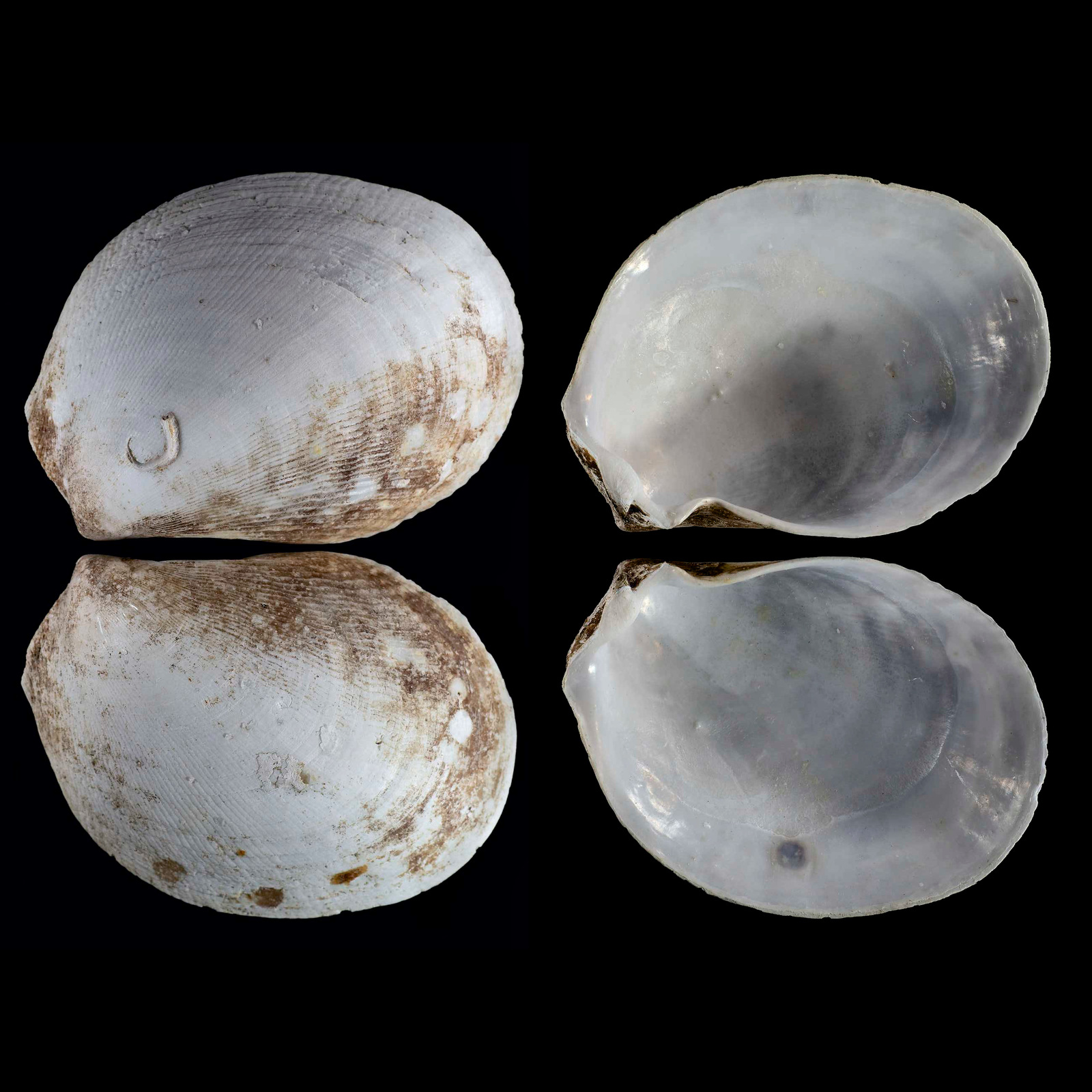 Artfakta från SLU Artdatabanken