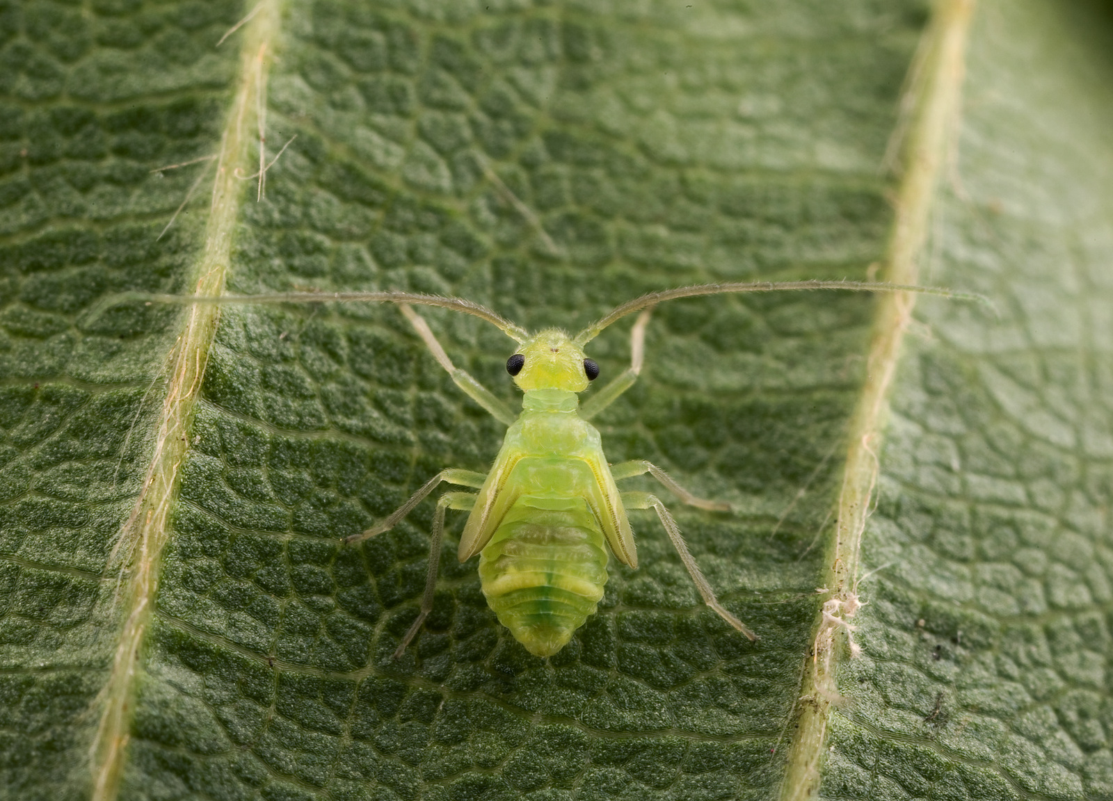 Artfakta från SLU Artdatabanken