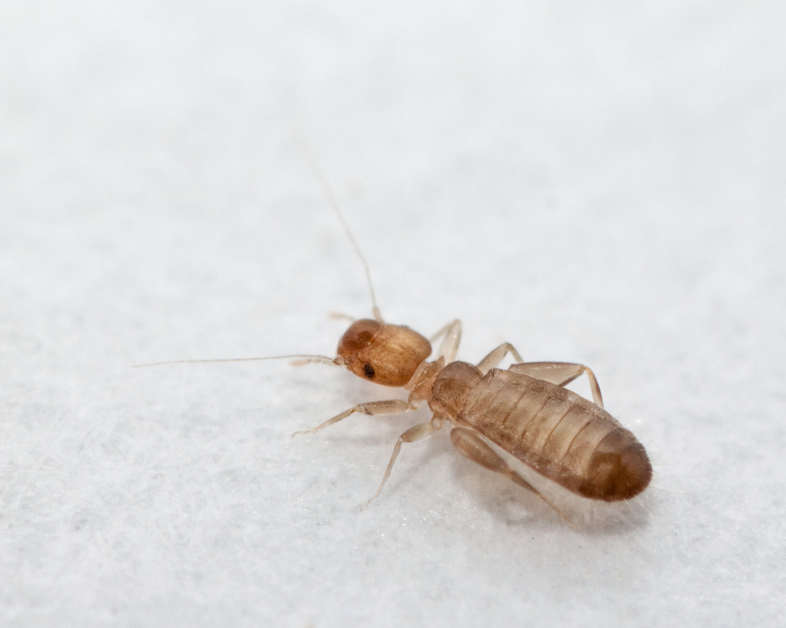 Artfakta från SLU Artdatabanken