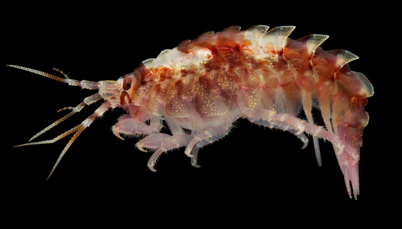 Artfakta från SLU Artdatabanken